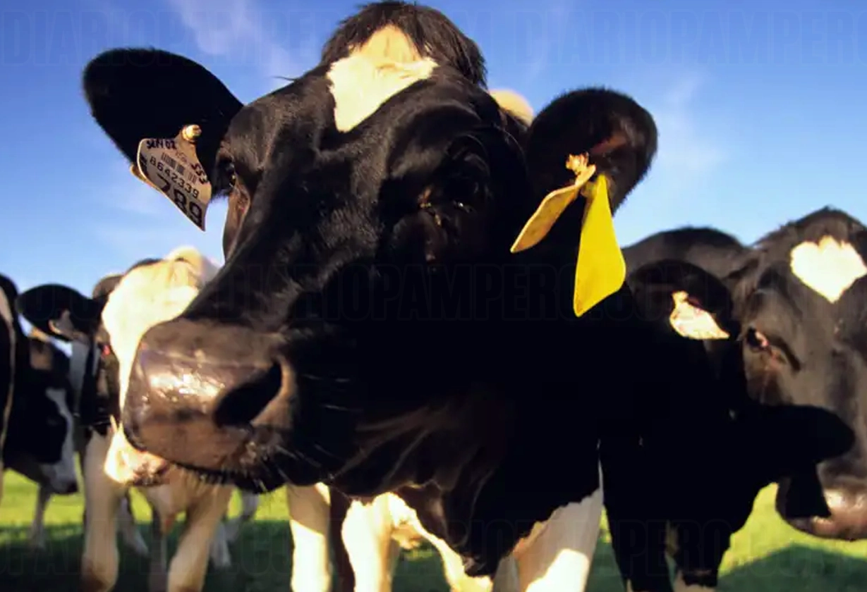 Crean vaca que produce insulina humana en su leche