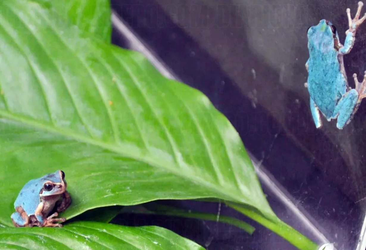 Encuentran una rara rana azul en Japón