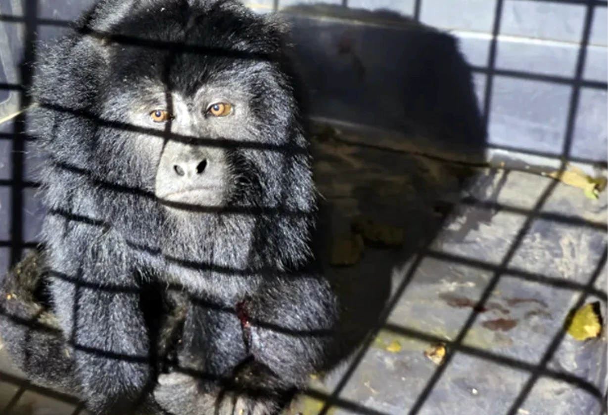 Formosa: rescatan a un mono carayá herido que era transportado oculto ...